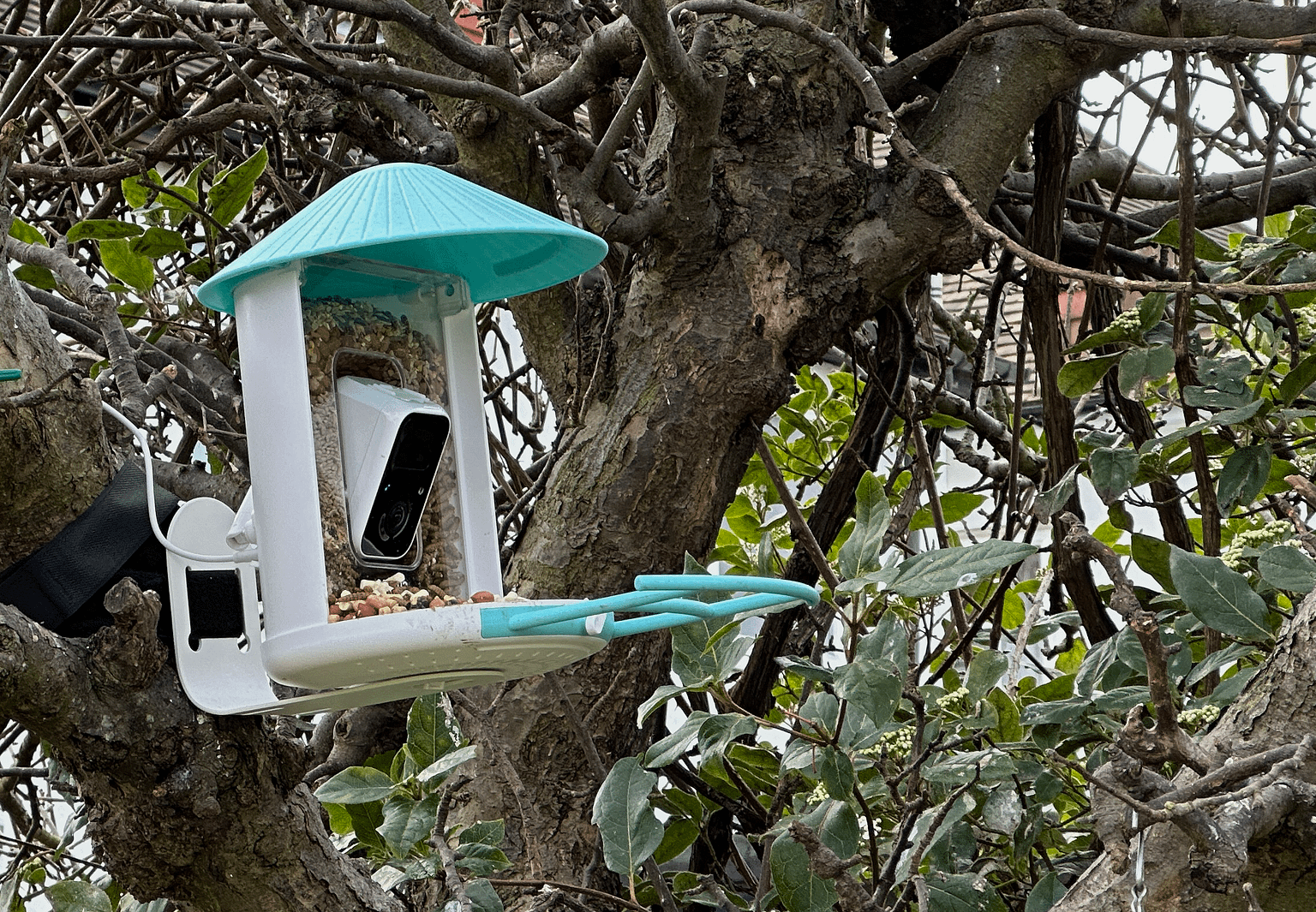 Review of the Netvue Birdfy Smart Bird Feeder Camera - Life with Jo