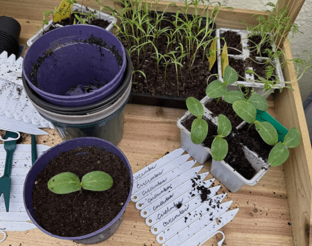 Potting on your seedlings - No Faff Gardening - Life with Jo