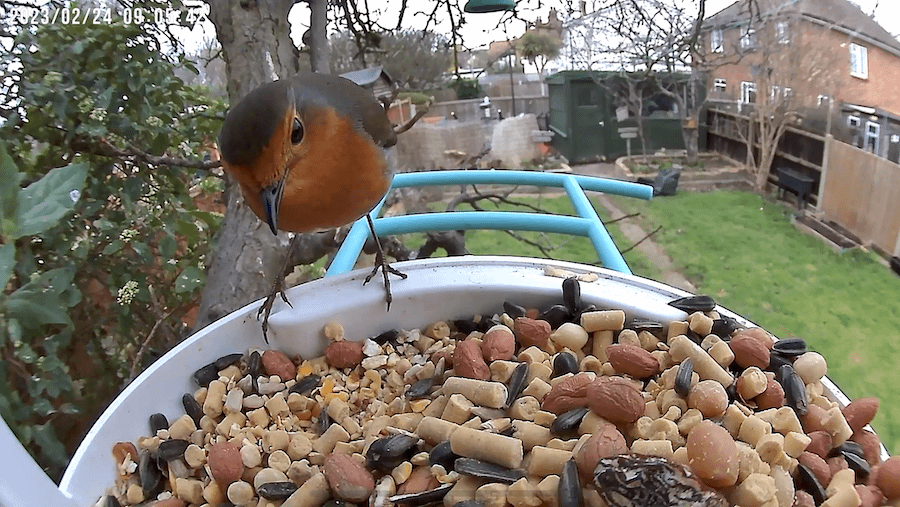 Review of the Netvue Birdfy Smart Bird Feeder Camera - Life with Jo